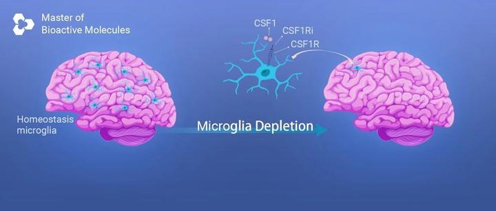 小胶质细胞清除-CSF1R 抑制剂“操纵”小胶质细胞| MedChemExpress - 知乎