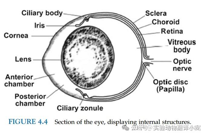 大鼠视觉和眼睛（功能解剖学与生理学） - 知乎