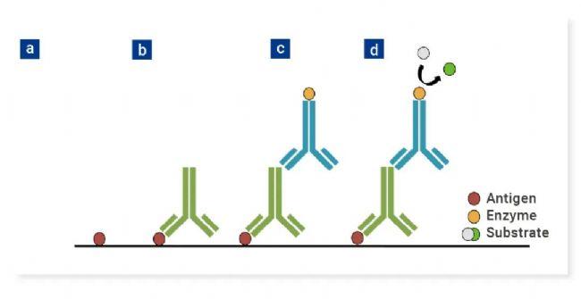 常见 ELISA 实验 Protocol + 解决方案（超详细） | MedChemExpress (MCE) - 知乎