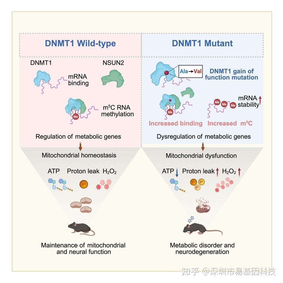 易基因：上科大范国平教授团队RNA-BS揭示DNMT1在m5C修饰中的双重作用及其线粒体功能机制：Mol Cell｜项目文章 - 知乎