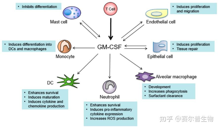 细胞因子综述：作用方式、分类&功能、受体、细胞因子炎症…… - 知乎