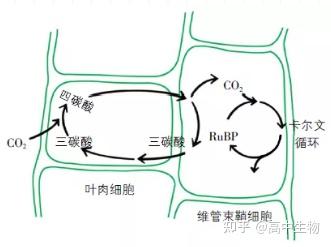 C4植物的C4途径 - 知乎