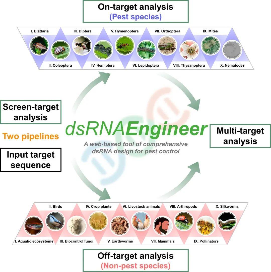 每日科研进展 l 2025.02.10 l dsRNAEngineer：一个用于害虫dsRNA设计的网络工具 - 知乎