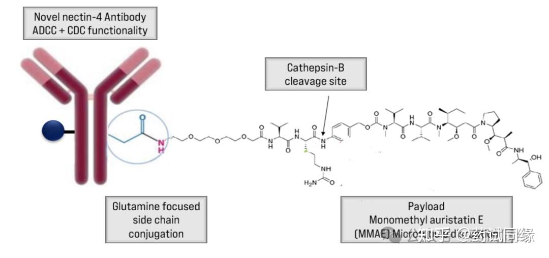 肿瘤治疗：全球 Nectin-4 靶向抗体偶联物(ADC)药物研发新进展 - 知乎