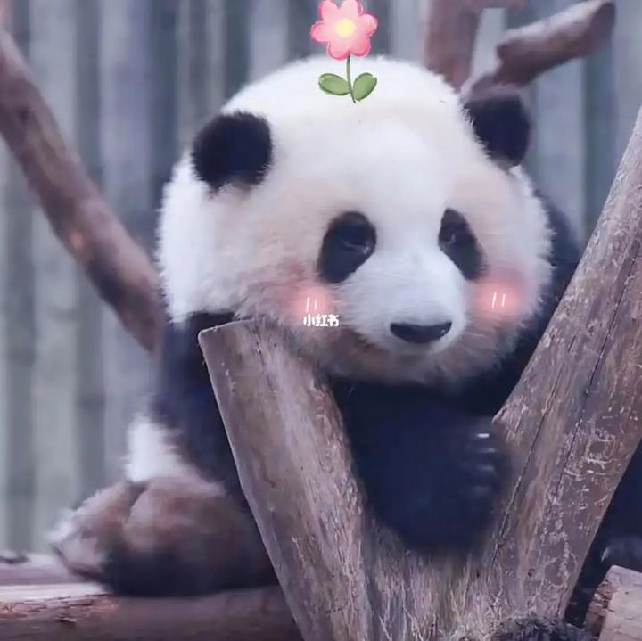 大熊猫和花,萌兰的血缘关系 知乎