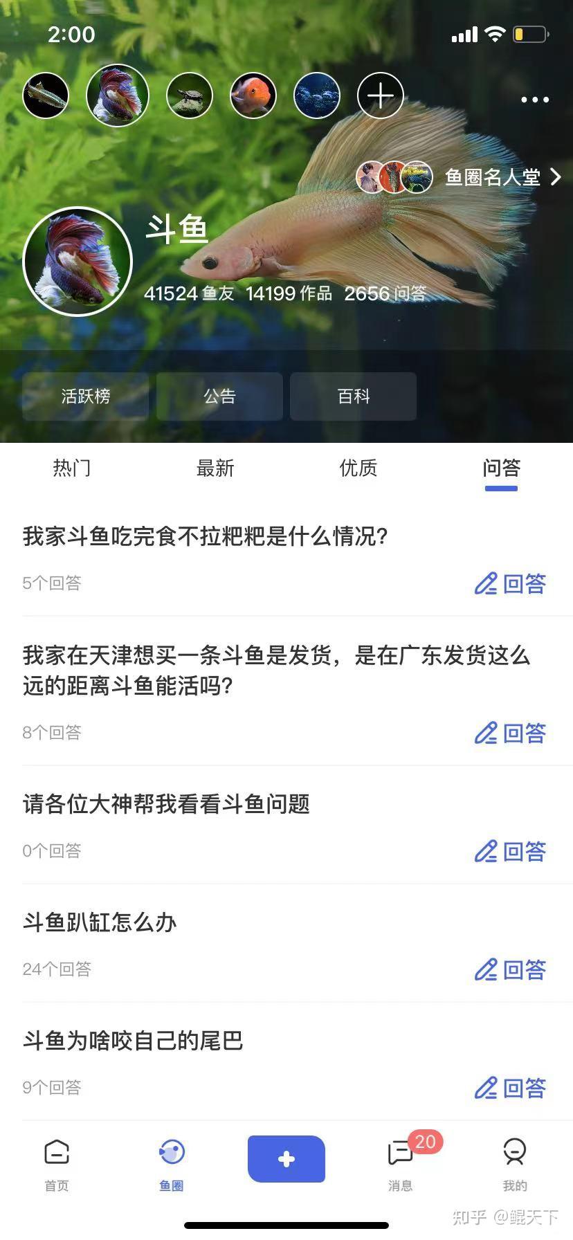 我想问一下懂养鱼的朋友们 这样两条斗鱼放在一起养可以吗？ - 知乎
