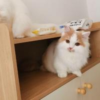 【LLM】通过重要性重采样为语言模型选择数据(Data Selection for Language Models via Importance Resampling) - 知乎