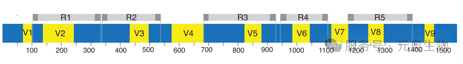 肠菌检测只知道16S? 5R16S rRNA检测更精准！ - 知乎