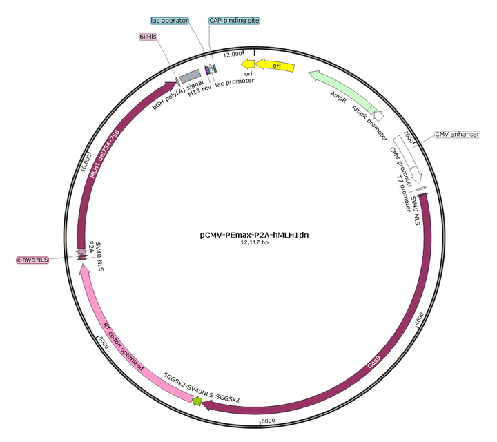 pCMV-PEmax-P2A-hMLH1dn(Plasmid #174828) - 知乎