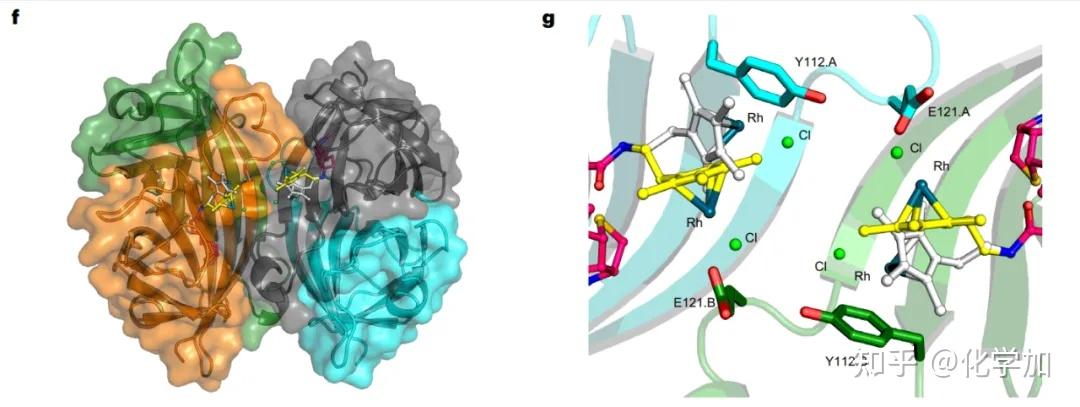 Nat. Synth.：Rh(III)人工金属酶催化，实现异吲哚酮的对映发散合成 - 知乎