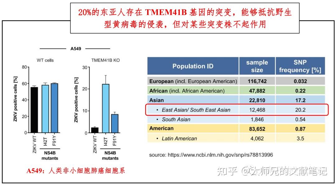 Cell | TMEM41B：一个背叛主人，帮助病毒增殖和传播的叛徒！ - 知乎