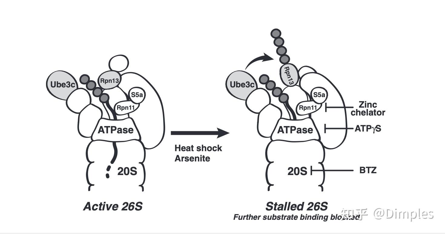 了解HECT家族E3 泛素连接酶 ——UBE3C - 知乎