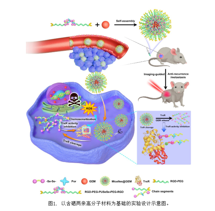 RGD-PEG-SeSe-PEG-RGD RGD肽-聚乙二醇-双硒键-聚乙二醇-RGD肽 - 知乎