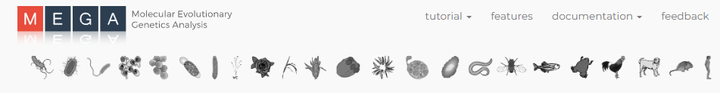 MEGA：安装与序列比对Align - 知乎
