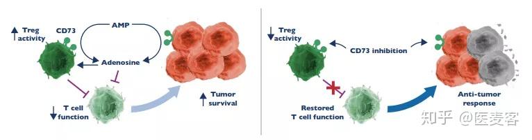 CD73成为实体瘤的新星靶点，BMS、阿斯利康、诺华、吉利德等巨头公司纷纷下注丨医麦新观察 - 知乎