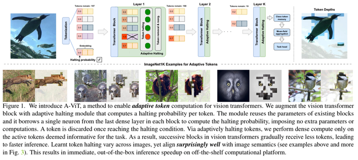 [2022CVPR]A-ViT: Adaptive Tokens for Efficient Vision Transformer（高效视觉 ...