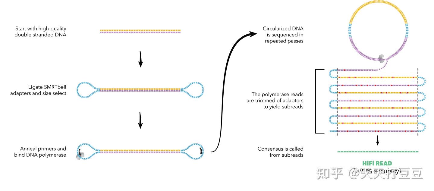 PacBio-Iso-seq分析流程 - 知乎