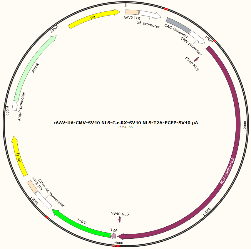 RNA编辑技术CRISPR/Cas13系统有什么特点？ - 知乎