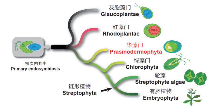 华大科学家联合国际多个团队首次发现绿色植物第三门——“华藻门” - 知乎
