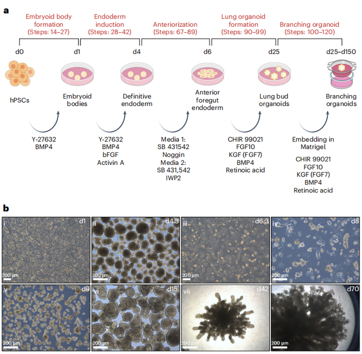 【Nature Protocols】系列：定向分化多能干细胞生成远端肺类器官 - 知乎