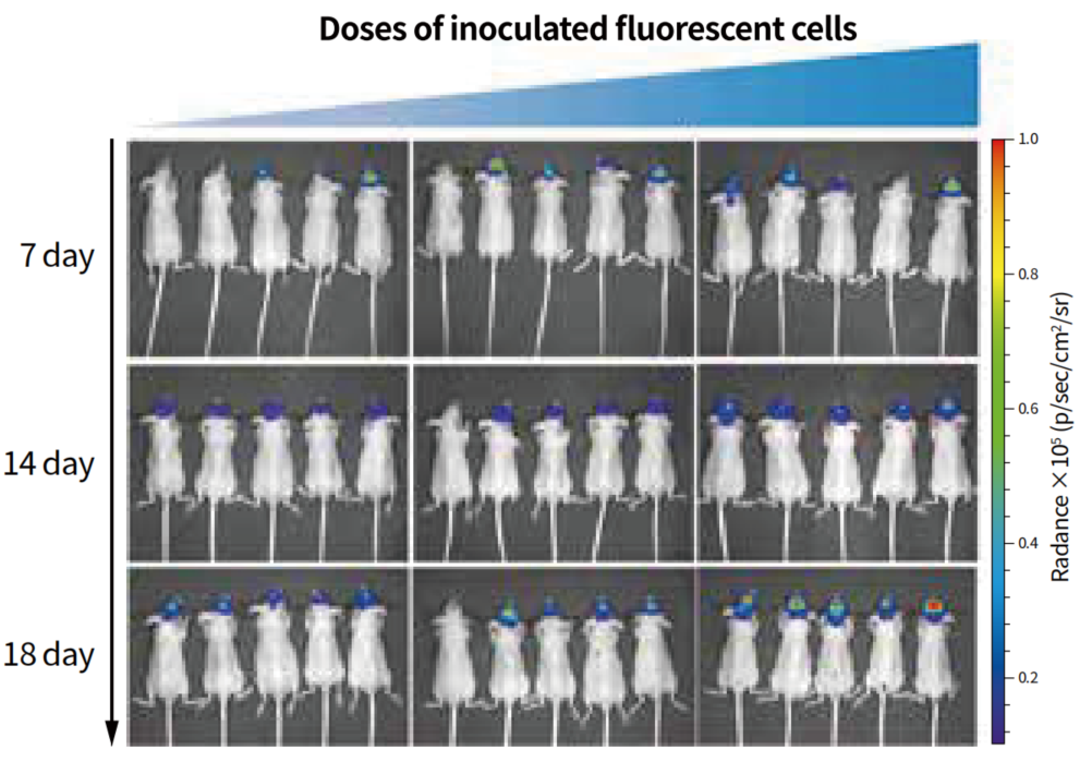 关于CDX模型，这些知识点你必须了解！ - 知乎