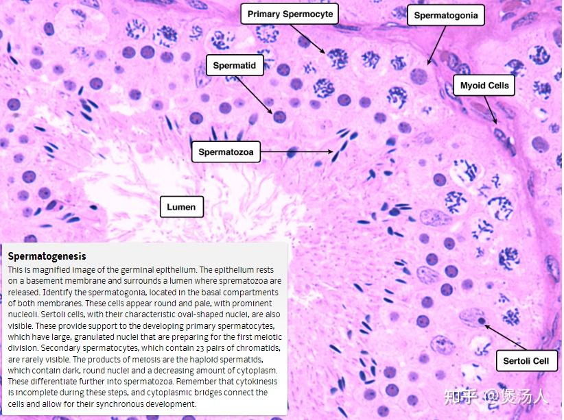 精母细胞和精原细胞有什么区别？ - 知乎