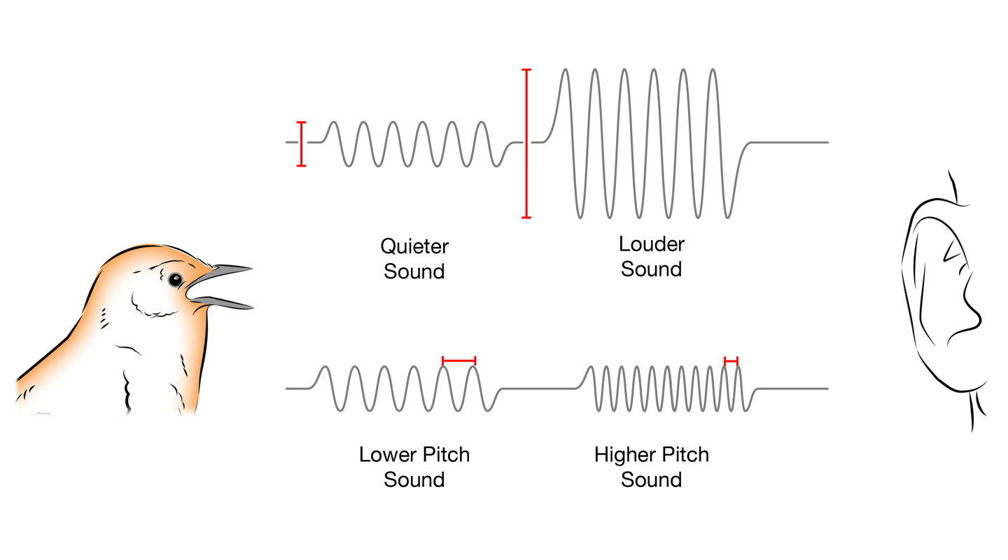 鸟类声学频率特性的全球分析 - 知乎