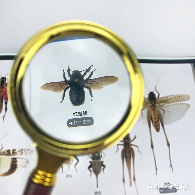 哪个版本的《昆虫记》最适合小学生阅读？最好是图文并茂的? - 知乎