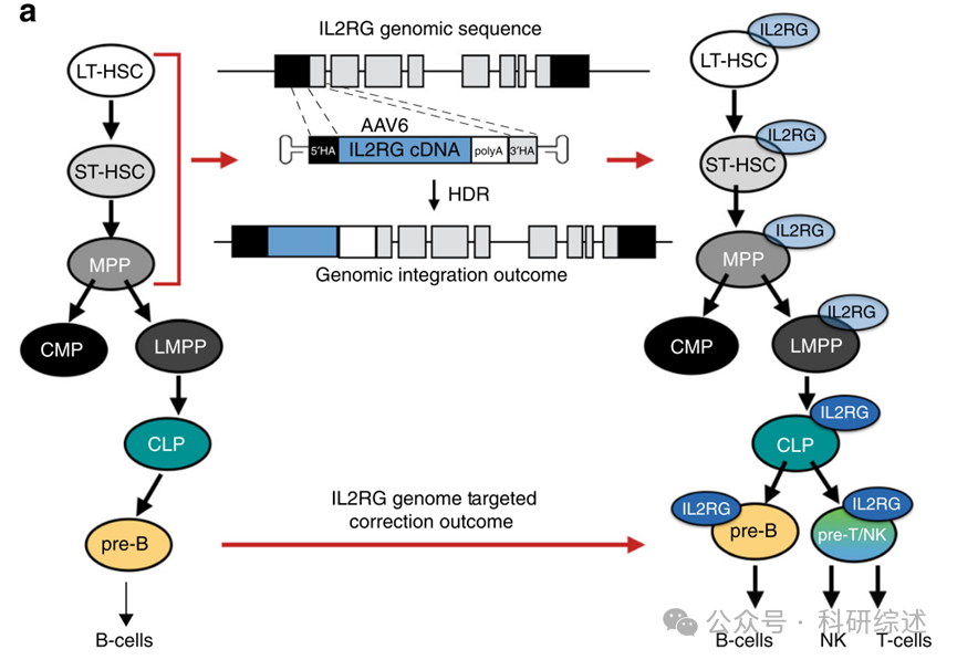 基因治疗的原理、工具与应用解析 - 知乎