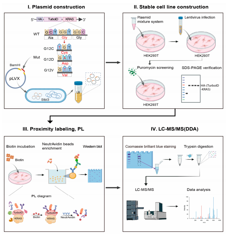 TurboID与定量蛋白质组学联用：揭示蛋白质相互作用网络的新方法 - 知乎