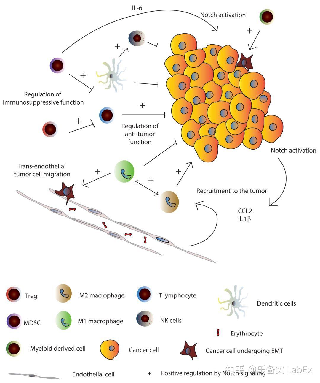 Notch 信号通路的作用机制及检测方式是什么？ - 知乎
