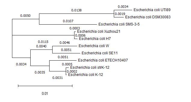 mashtree：基于Mash距离构建进化树 - 知乎