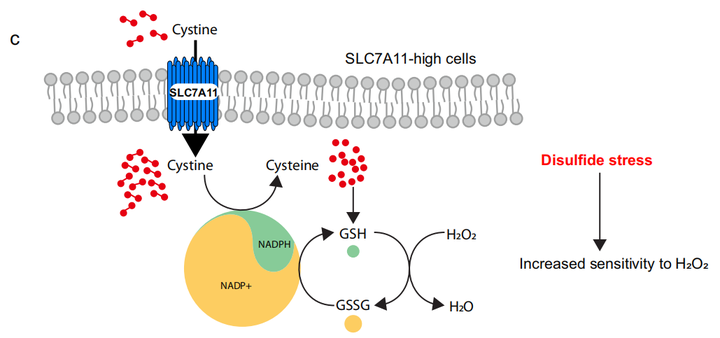 SLC7A11表达水平决定肿瘤细胞对氧化应激的不同反应 - 知乎