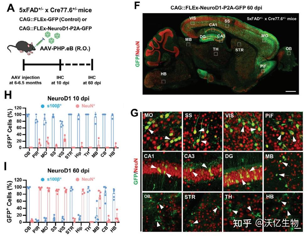 fMOST助力暨南大学陈功团队利用基因疗法改善AD小鼠认知功能 - 知乎