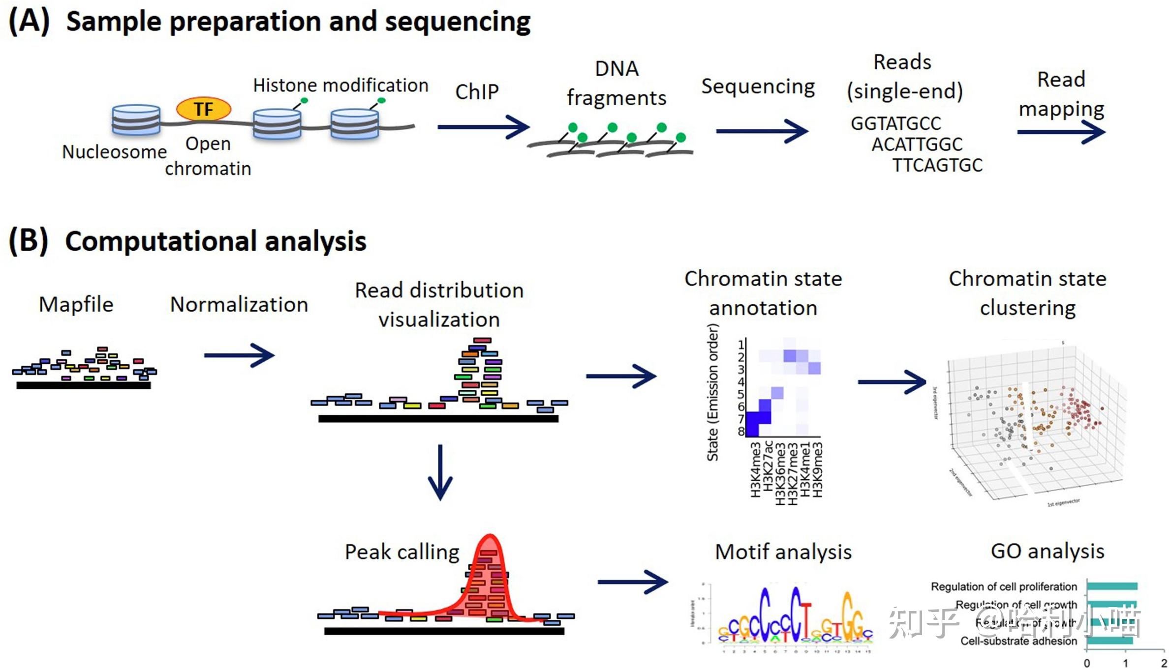 什么是「ATAC-seq 技术」？现在用于哪些生物学研究？ - 知乎