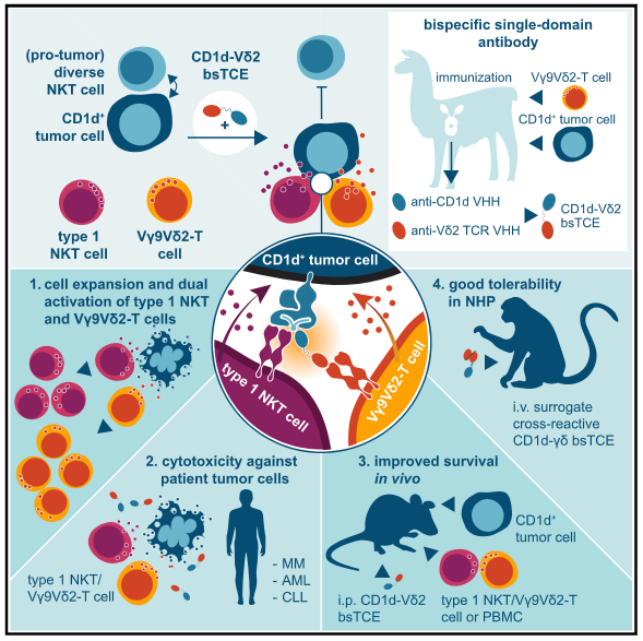 单链双特异性抗体VHH1D12 | 以CD1d限制的方式激活iNKT细胞 - 知乎
