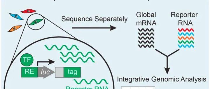 Cell Systems丨TF-seq丨转录因子测序 - 知乎