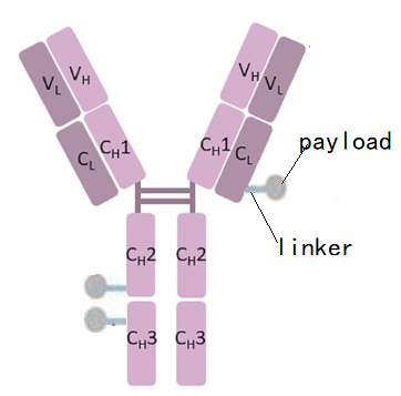 抗体偶联药物（ADC）系列（十六） - 知乎
