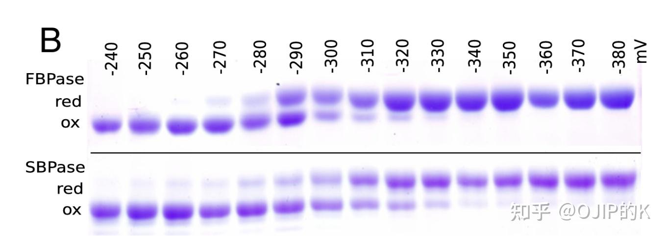【文章速递】叶绿体FBPase和SBPase是硫氧还蛋白连接的酶，具有相似的结构，但不同的进化历史 - 知乎