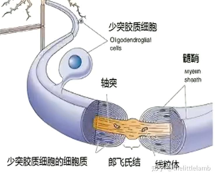 神经科学系列2 神经胶质细胞 知乎