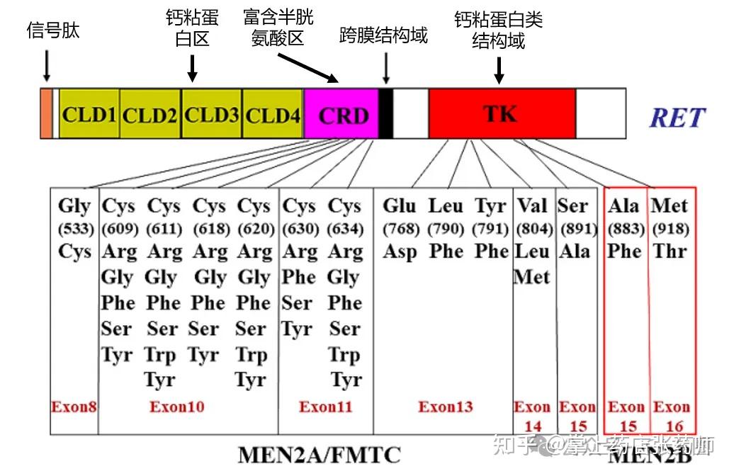 甲状腺癌与RET基因关系：RET信号转导通路、RET重排与PTC、RET基因突变与MTC、RET基因突变位点危险度分层 - 知乎