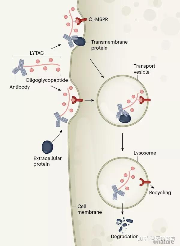 PROTAC之后，LYTAC、ATTEC成为新一轮“吸金点”…… - 知乎
