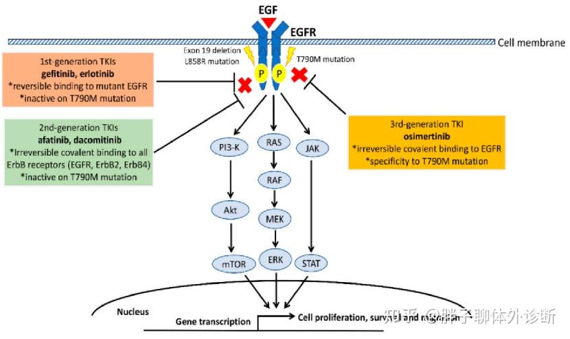 一文读懂EGFR基因及其用药 - 知乎