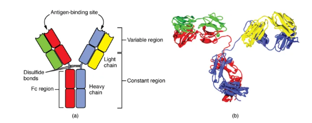 IgG IgM IgA IgE and IgD分别是什么 - 知乎