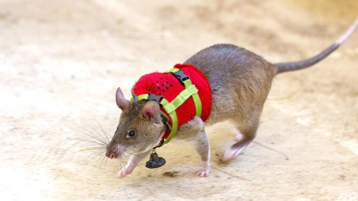 Trained rats to help rescue earthquake survivors（训练老鼠帮助救援地震幸存者） - 知乎