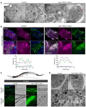 【应用案例/实验技术】线虫“搬运工”TNGL-1：揭秘卵黄蛋白原的内质网输出机制 - 知乎