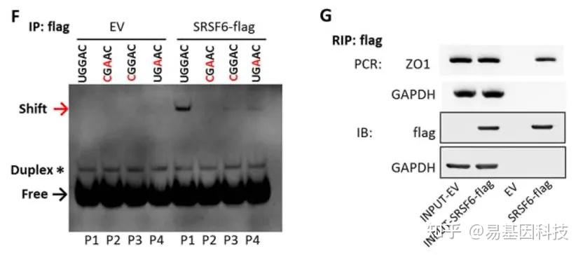 RNA甲基化修饰整体研究方案——m6A、m5C、m1A、m7G、ac4C、RNA与蛋白互作（RIP） - 知乎