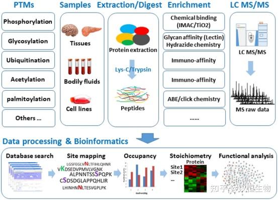 一文带你了解蛋白质翻译后修饰（PTM）研究 - 知乎