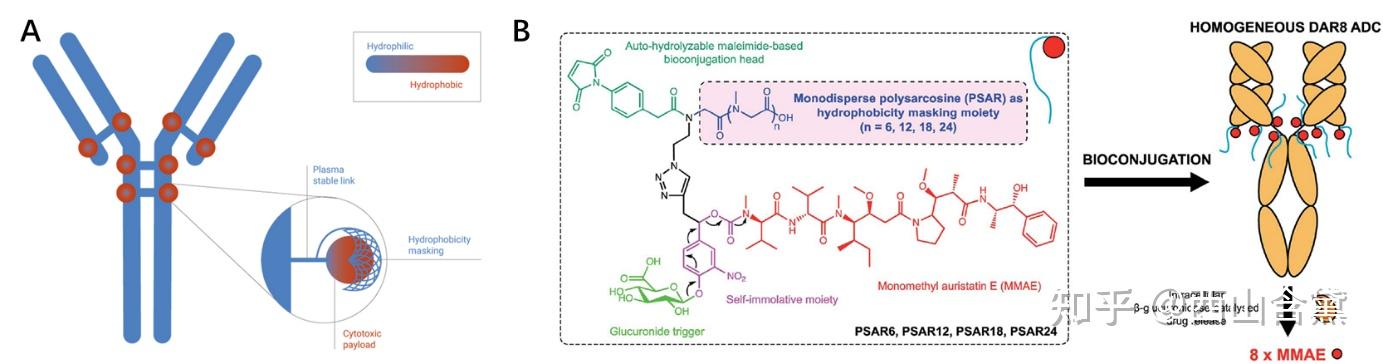 Beyond PEGylation：聚肌氨酸(Polysarcosine)在ADC领域的应用 - 知乎