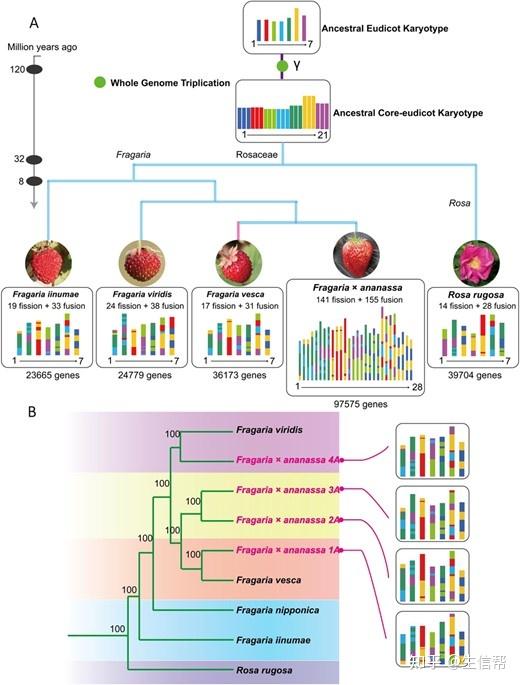 HR-草莓T2T基因组 - 知乎
